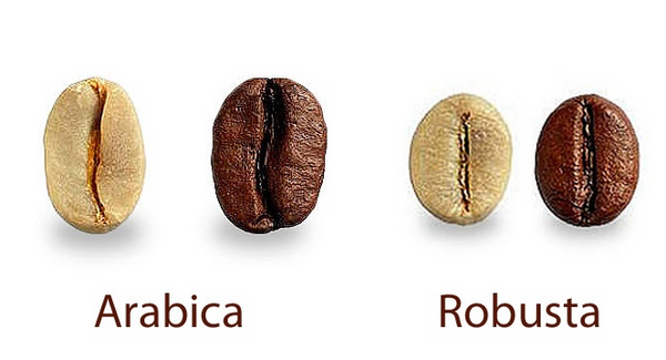 Arabica vs Robusta: Exploring the Differences Between the World's Most ...